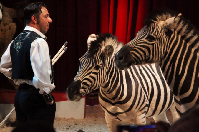 Circus Rolina vom 15. bis 30. Juli 2023 in Kaiserslautern – Treffpunkt ...